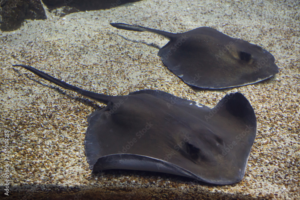 Southern stingray (Hypanus americanus). Stock Photo | Adobe Stock