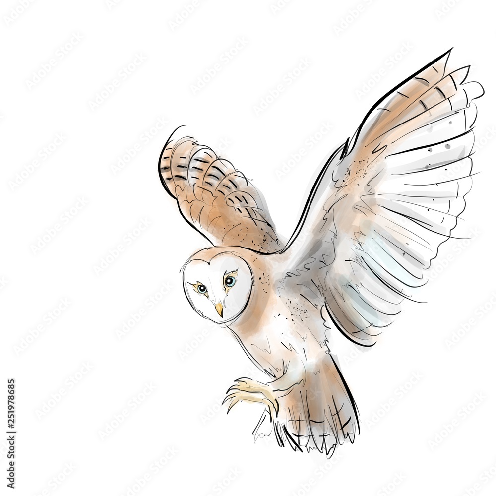 Owl, hand drawn graphic birds. Barn owl, Tyto alba. Stock Illustration ...