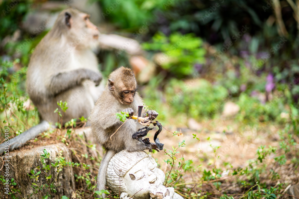 Kleiner Makake sitzt auf Kopf einer Statue Stock Photo | Adobe Stock