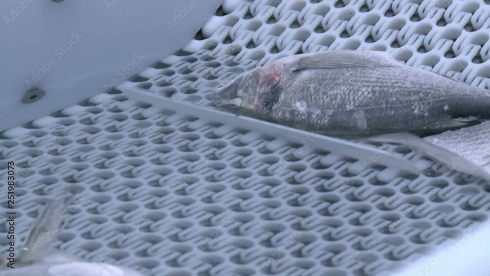 lots of fish at factory, processing frozen fish, fishes in the farm ...