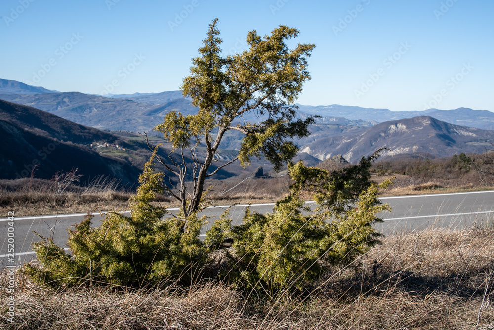 pianta di ginepro Stock Photo | Adobe Stock