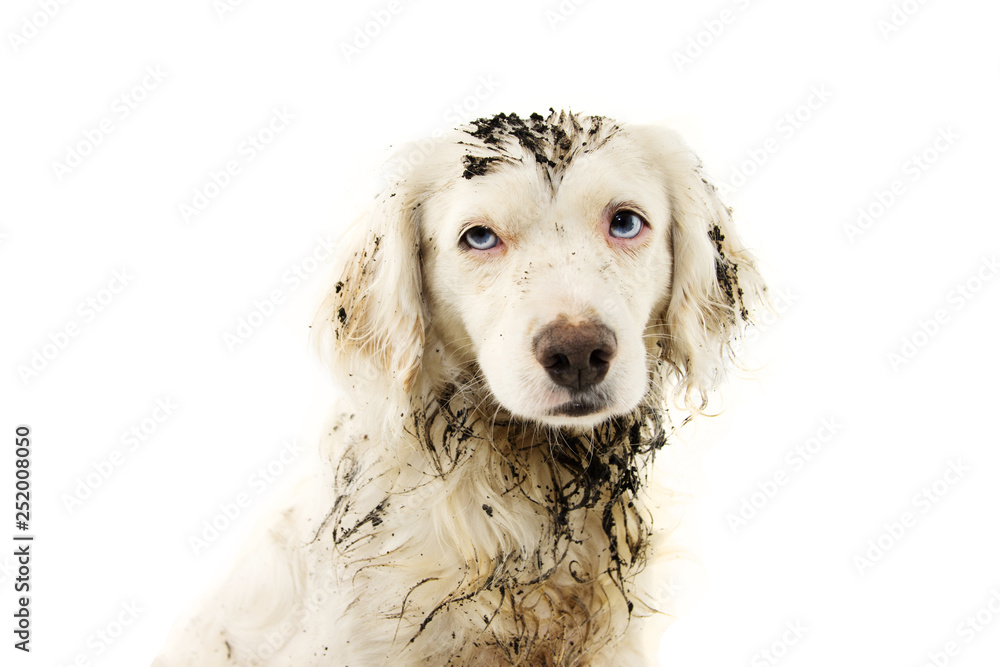 PORTRAIT OF DIRTY AND MUDDY DOG FACE. ISOLATED ON WHITE BACKGROUND ...