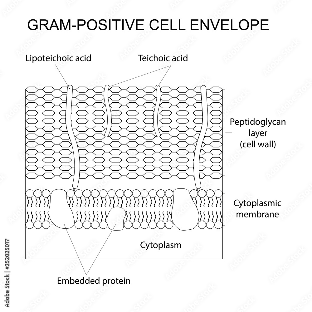 Vector outlined illustration of the Gram-positive cell wall. Black and ...