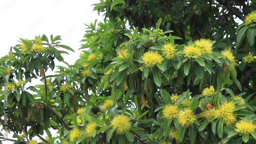 yellow Australian flowers of the golden penda tree (Xanthostemon ...
