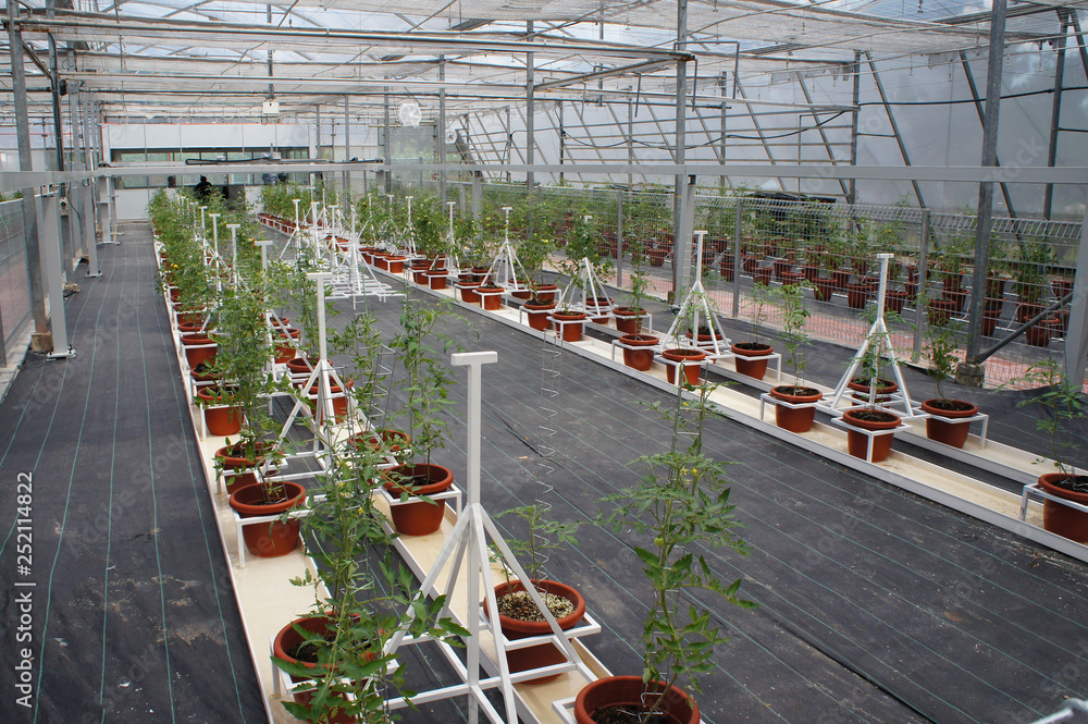 The tomato plants are planted by fertigation method. Fertilizers ...
