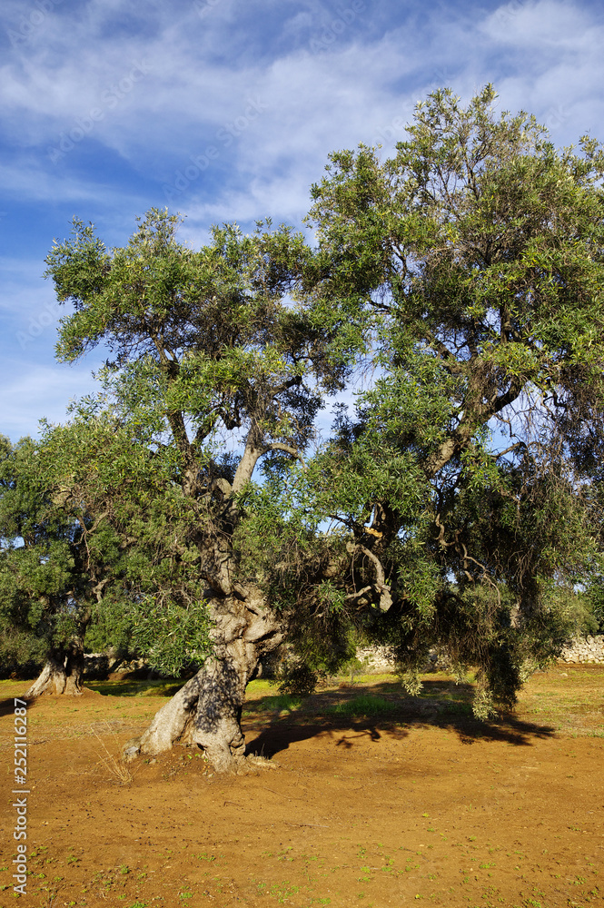 Typical plantation with old oddity olive trees for Apulia region at the ...