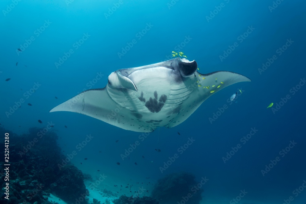 Reef manta ray (Manta Alfredi), with swarm of Golden Trevally ...