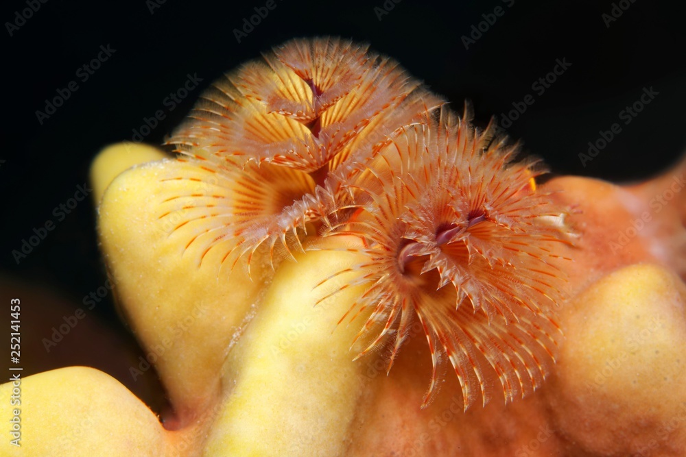 Christmas tree worm (Spirobranchus giganteus), red, tentacle crown, Red ...