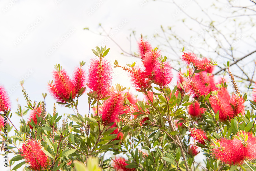 Callistemon rigidus plant with green and red leaves citrius Stock Photo ...