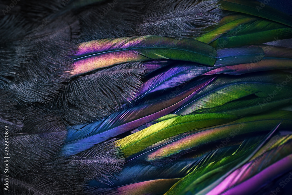 Birds Of Paradise Feathers