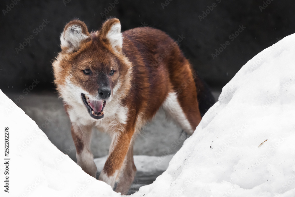 red Himalayan wolf among the snow-wilder Asian animal of the dog family ...