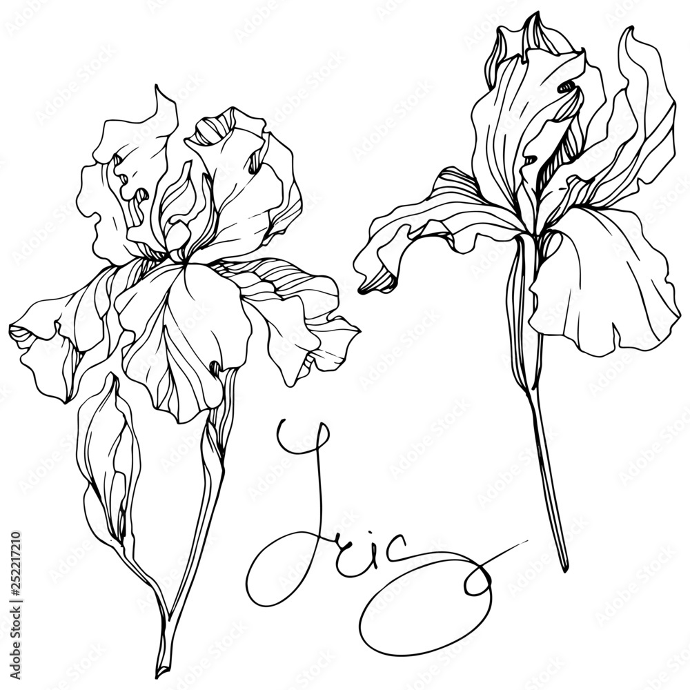 Vector Iris floral botanical flower. Black and white engraved ink art ...