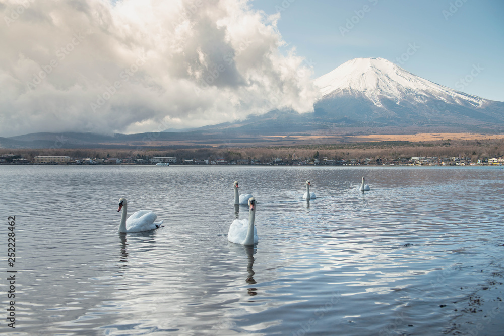 White swan spreading their wings with background of Mountain Fuji in ...