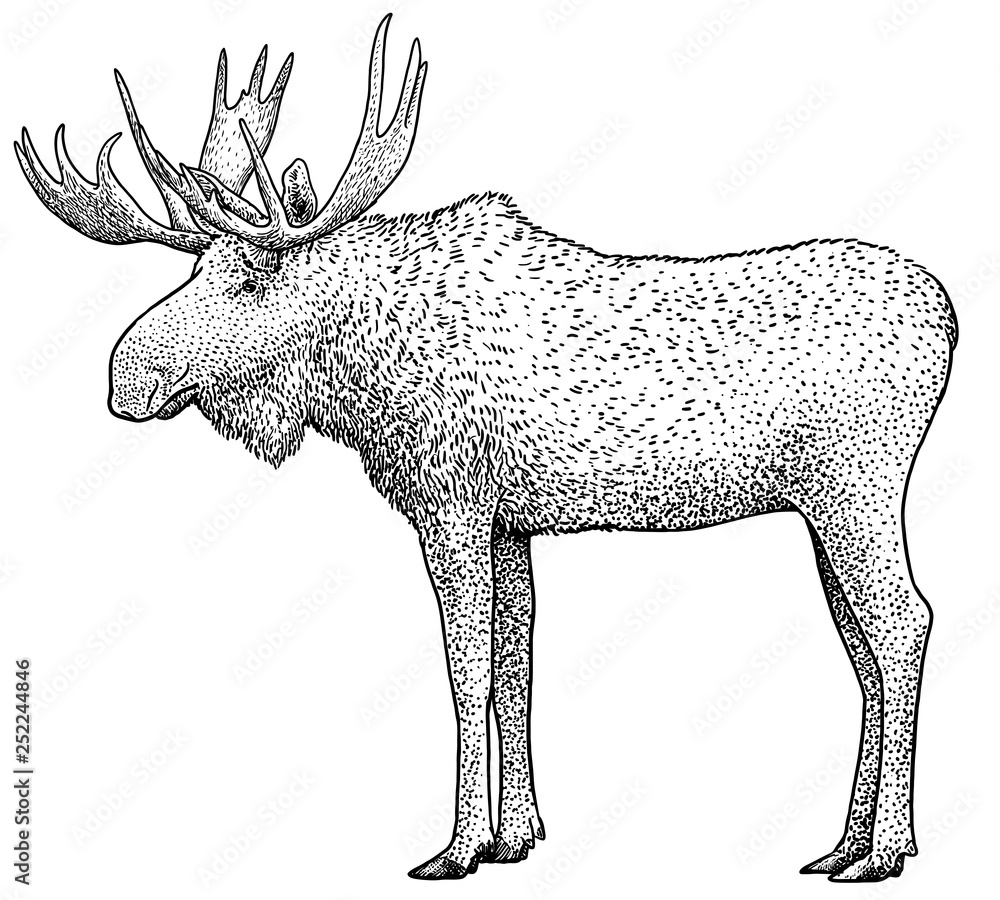 Moose illustration, drawing, engraving, ink, line art, vector Stock ...