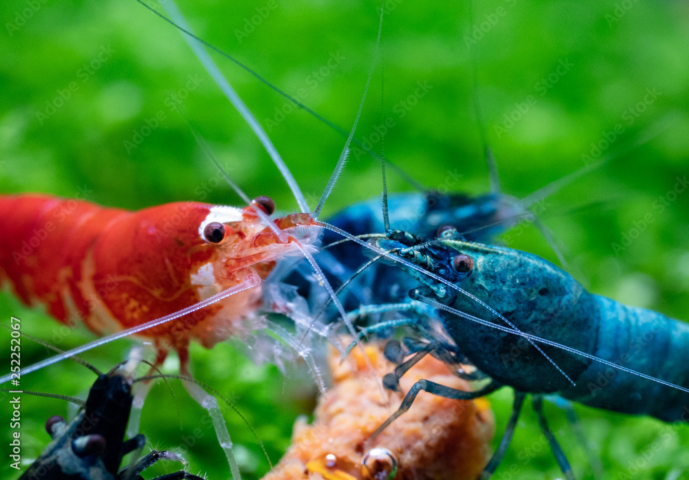 Super crystal red shrimp and blue bolt shrimp eating commercial shrimp ...