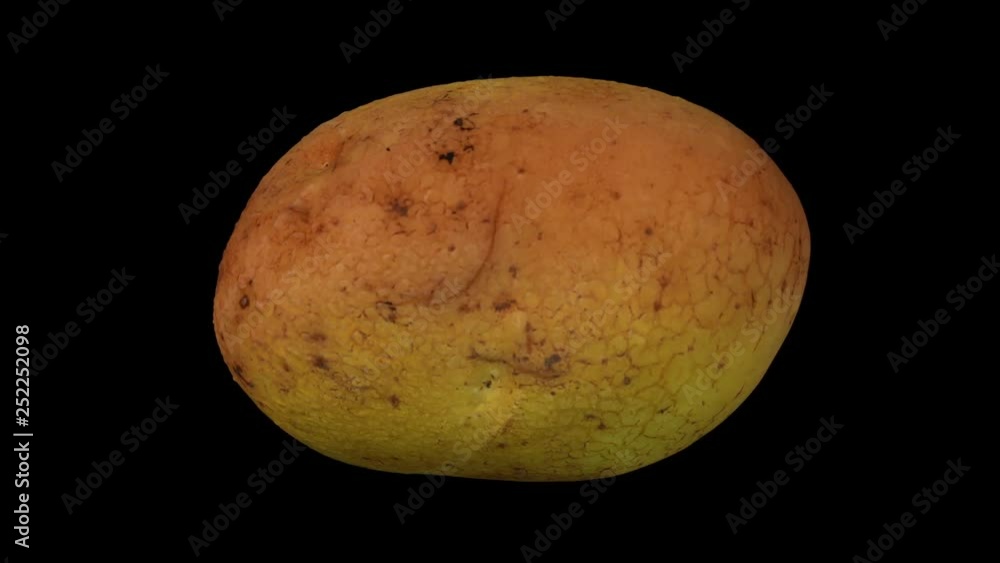 Realistic render of a rotating melody potato on black background. The ...