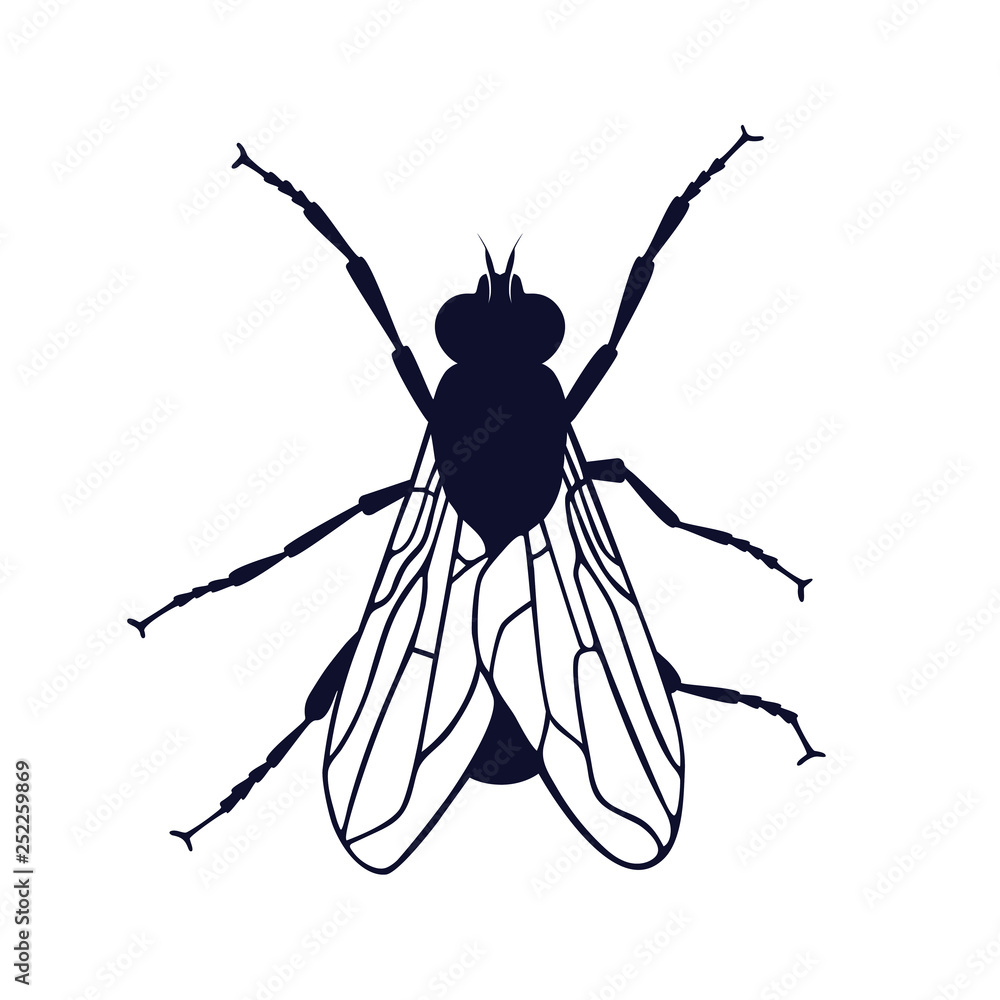 Fly icon. Fly graphic symbol isolated on white background. Vector ...