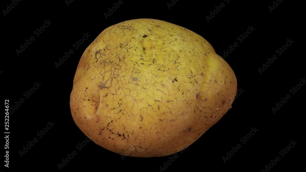 Realistic render of a rotating melody potato on black background. The ...