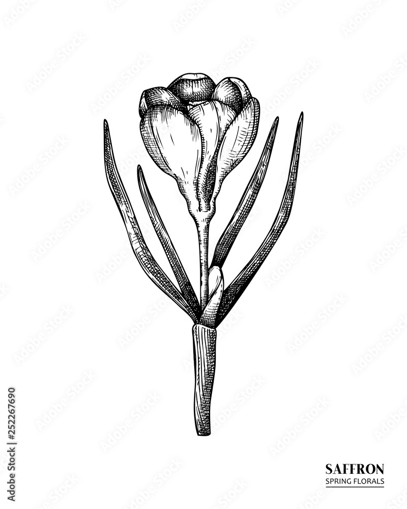 Vector saffron drawing. Hand drawn floral elements. Spring flower ...