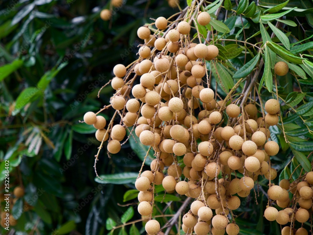 Foto de Longanis sur pied, fruit jardin créole de La Réunion do Stock ...