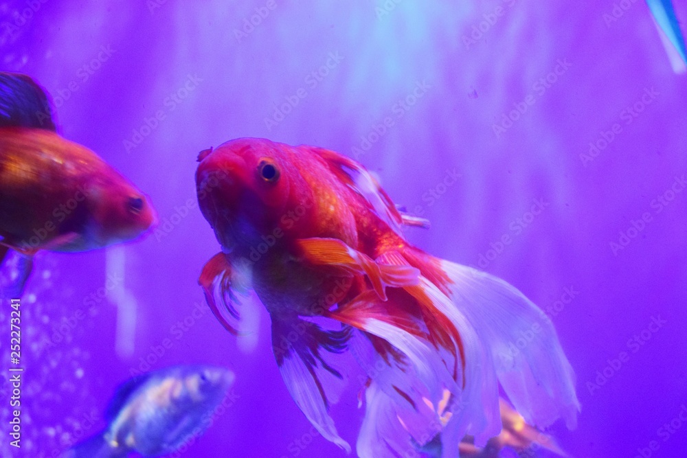The goldfish (Carassius auratus) is a freshwater fish in the family ...
