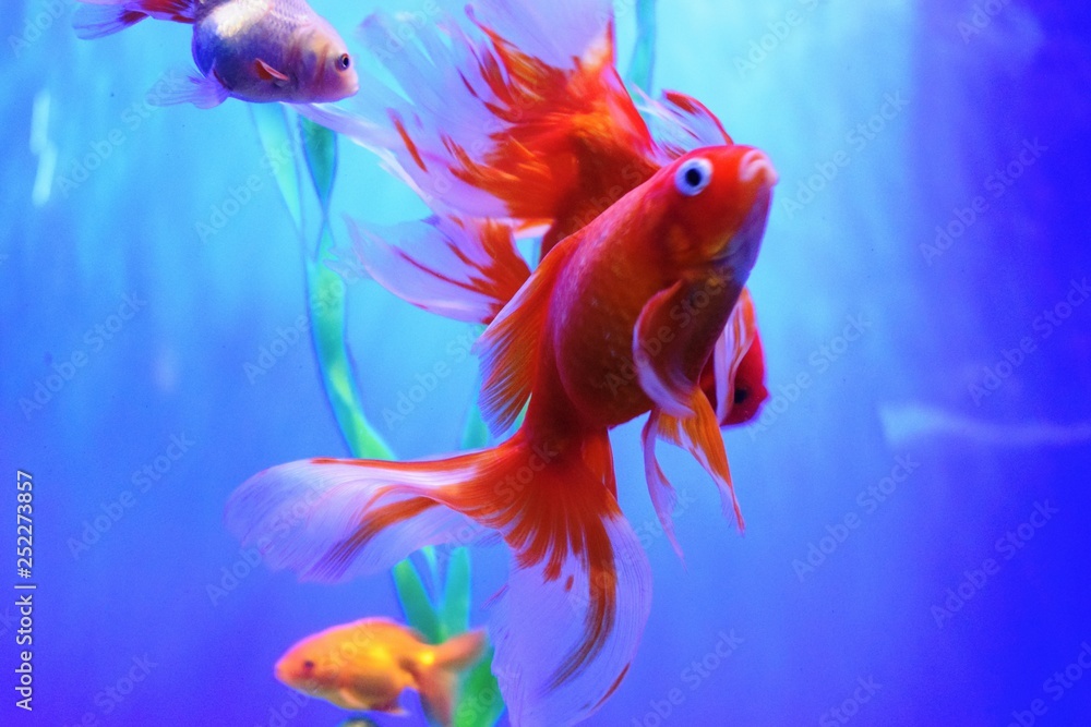 The goldfish (Carassius auratus) is a freshwater fish in the family ...