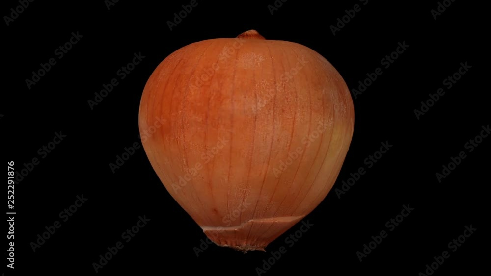 Realistic render of a rotating yellow onion on black background. The ...