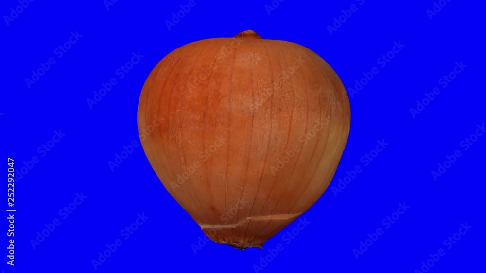 Realistic render of a rotating yellow onion on blue background. The ...