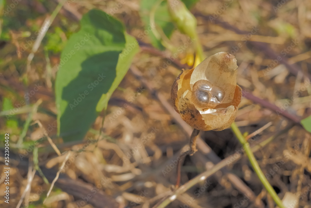 dry seed of devil's trumpet with green nature blurred background known ...