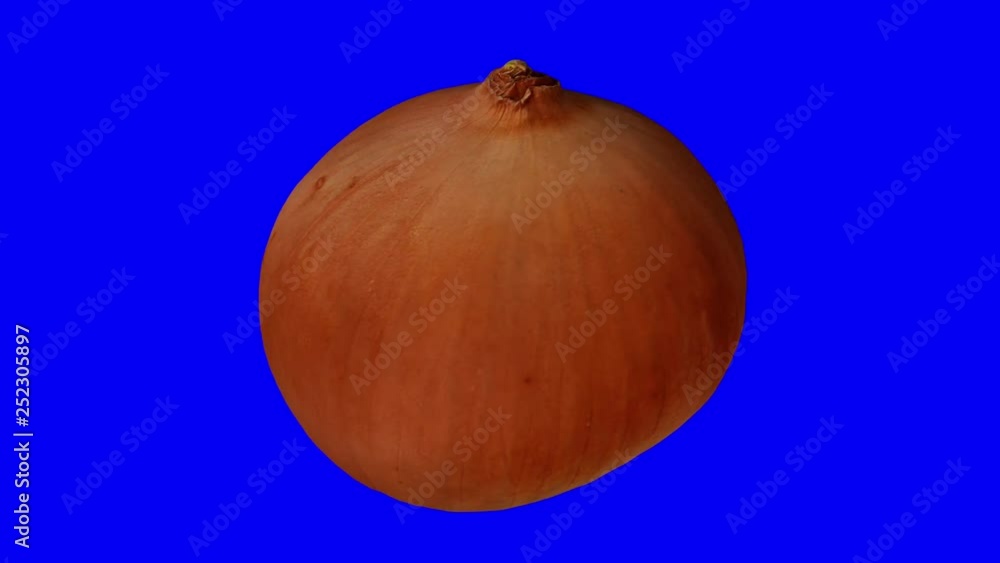 Realistic render of a rotating yellow onion on blue background. The ...