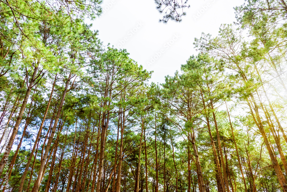 Beautiful nature, many tree of the Pinus kesiya (Khasi pine, Benguet ...