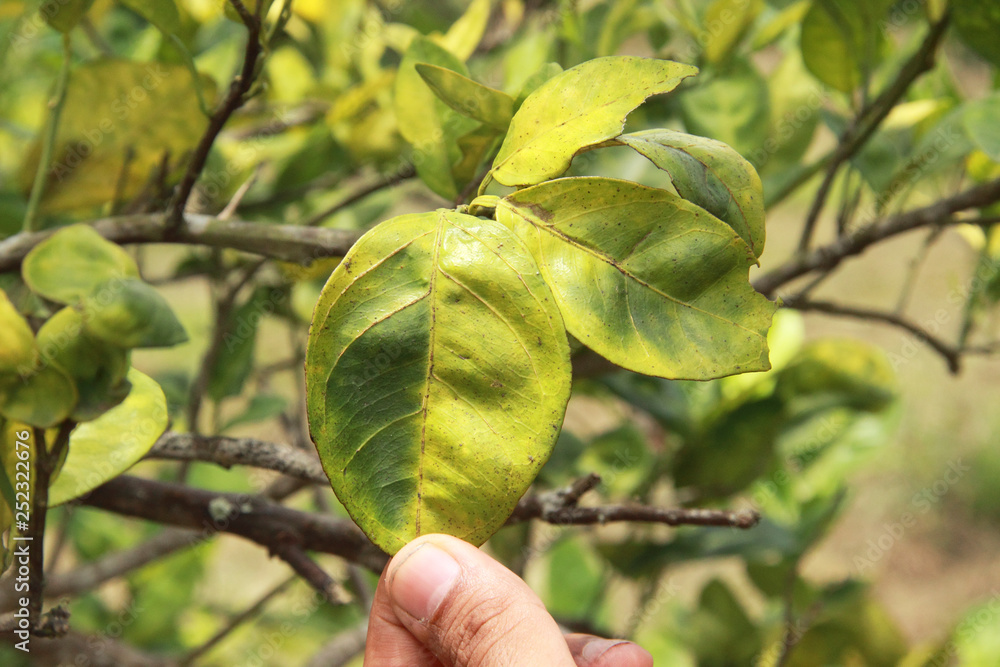 Orange citrus trees orchard heavily infected with huanglongbing HLB ...