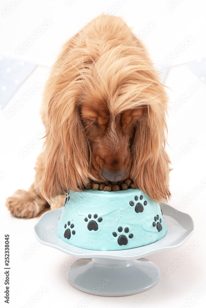 Cocker Spaniel photoshoot cake smash isolated on white background Stock ...
