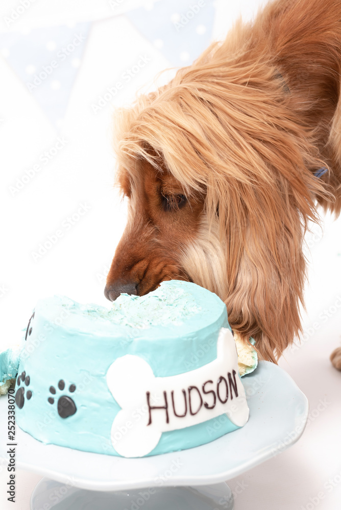 Cocker Spaniel photoshoot cake smash isolated on white background Stock ...