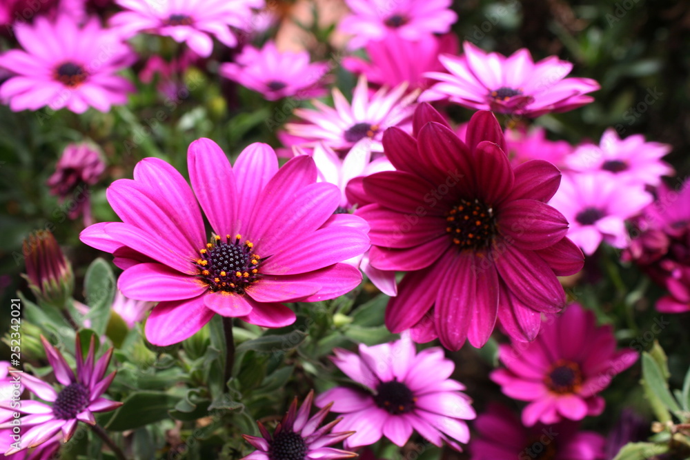 FLOR MORADA Stock Photo | Adobe Stock