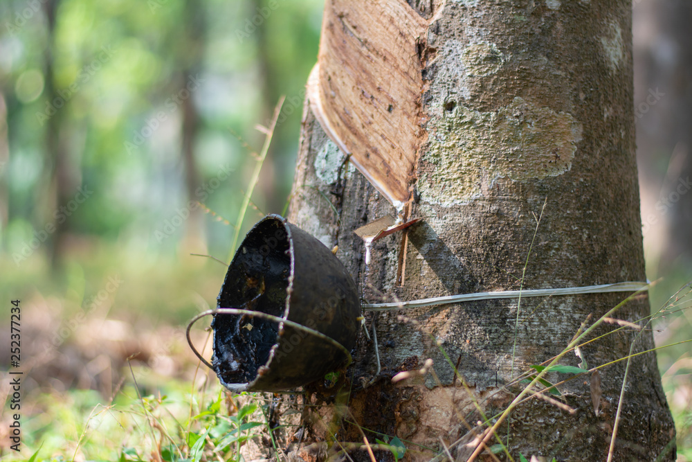getting latex out cutting down trees mosquito breeding india pollution ...