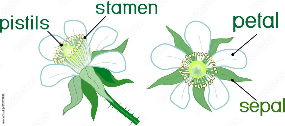 Raspberry Plant Diagram
