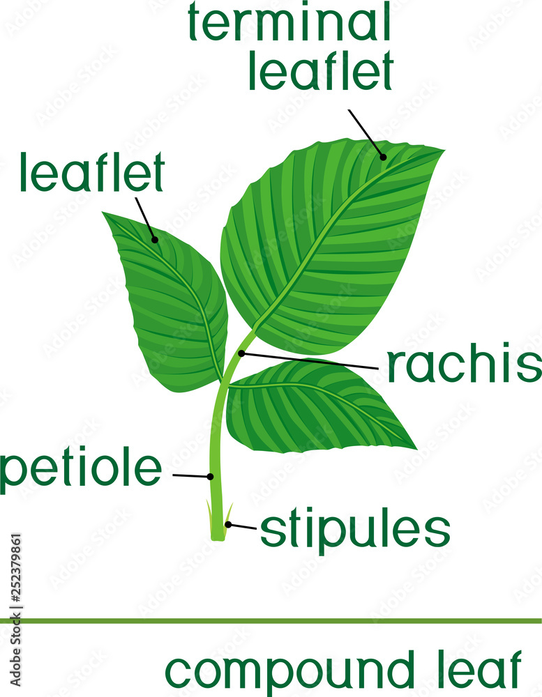 Structure Of Green Leaf Of Plant Compound Leaf Of Raspberry Stock structure-of-green-leaf-of-plant-compound-leaf-of-raspberry-stock