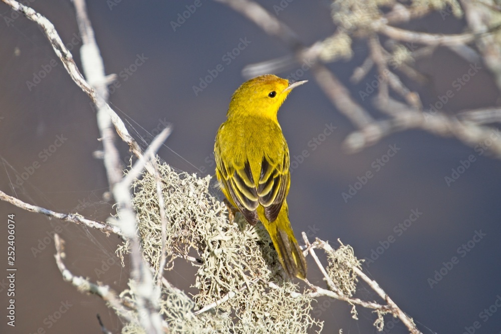 Yellow Mangrove Warbler Stock Photo | Adobe Stock