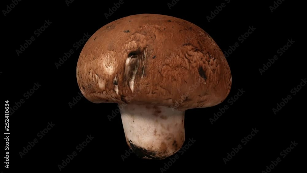 Realistic render of a rotating chestnut mushroom on black background ...