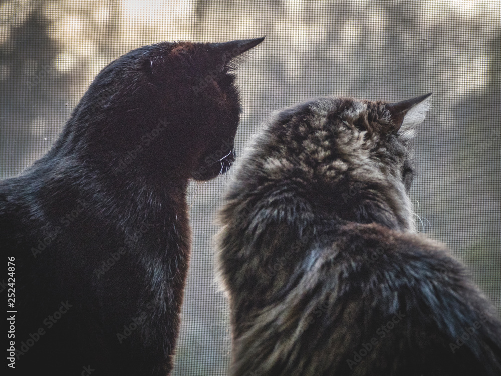 Katzenfreunde Paar Stock Photo | Adobe Stock