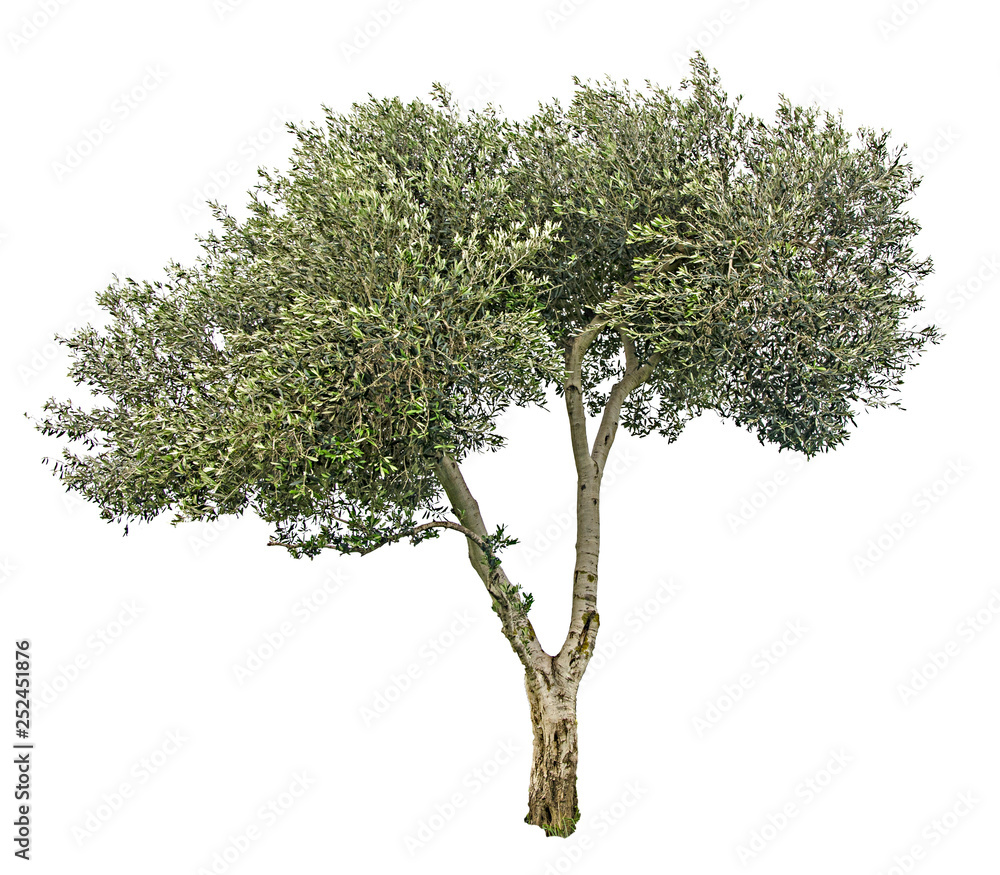 Olive tree on white background Stock Photo | Adobe Stock