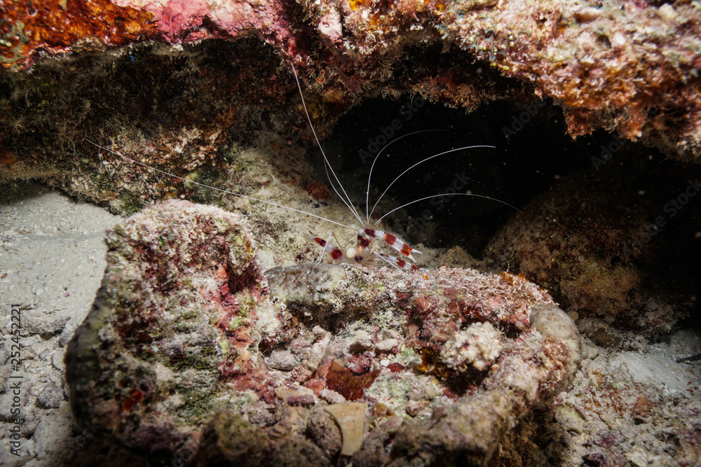 Spider Shrimp