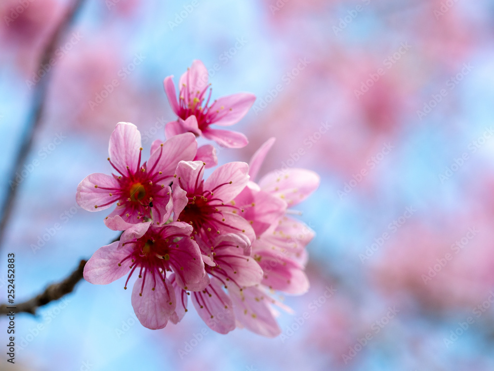 Prunus cerasoides (also called Mai Anh Dao Da Lat) in full bloom with ...