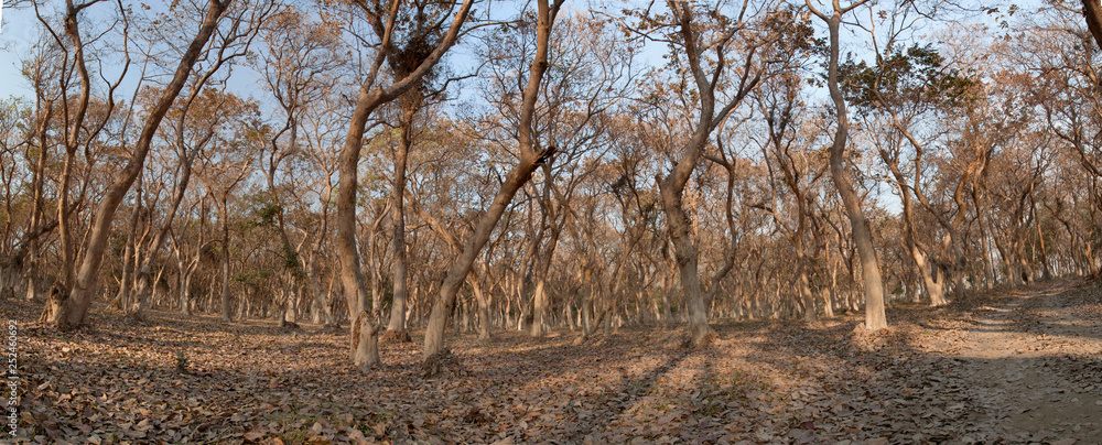 Jungle of assam Stock Photo | Adobe Stock
