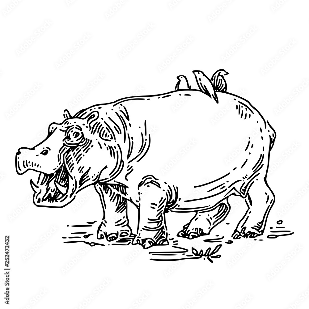 Hippo with open mouth and birds sitting on the back. Sketch. Engraving ...