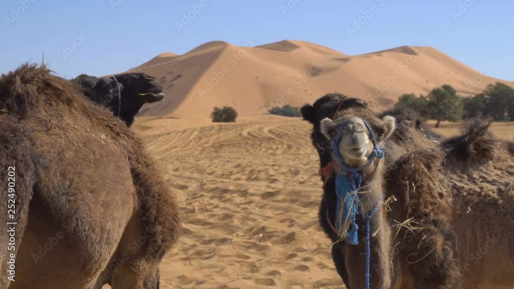 camel eating wheat from hay and chomping in Desert with sand dunes on ...