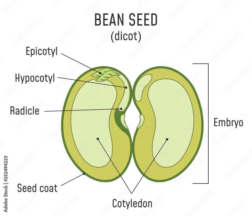 Vetor De Bean Seed Structure Dicot Do Stock Adobe Stock vetor-de-bean-seed-structure-dicot-do-stock-adobe-stock