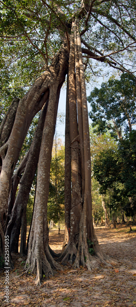 Strangler fig with perfectly straight air-roots Stock Photo | Adobe Stock