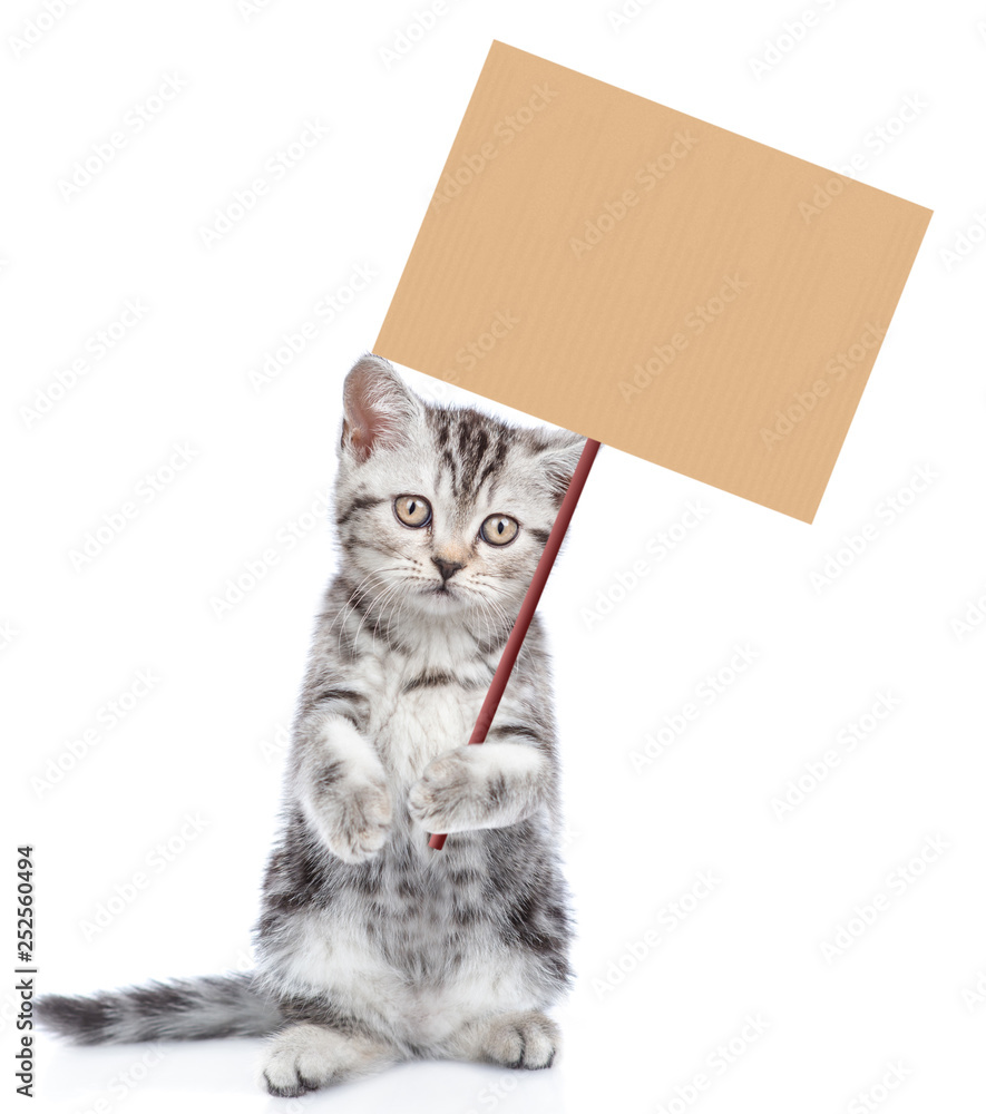 Cat holding blank banner mock up on wood stick. isolated on white ...